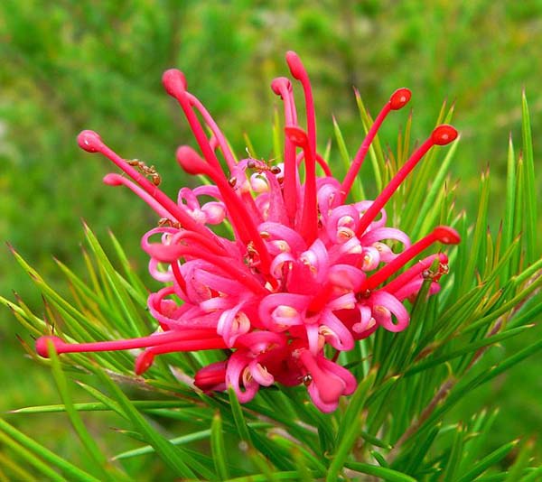 Grevillea 'Canberra Gem' - Australian Native Plants