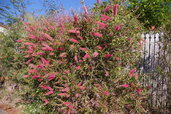 Callistemon 'Taree Pink' - Australian Native Plants