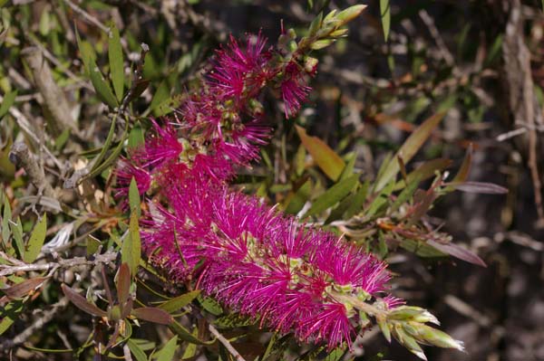 Callistemon 'Purple Splendour' - Australian Native Plants