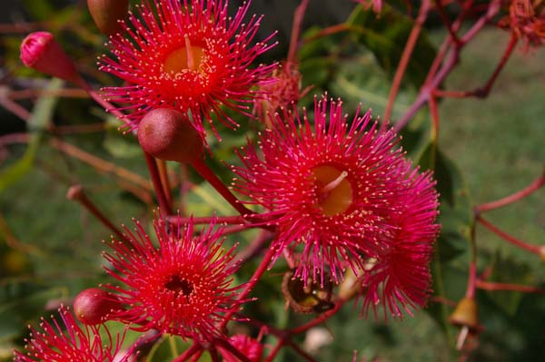 Corymbia 'Summer Red' - Australian Native Plants